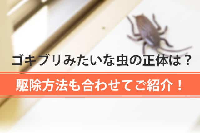 ゴキブリみたいな虫の正体は？ 駆除方法も合わせてご紹介！ - 住宅のお悩みとメンテナンス情報をお届けします。| すまサポ【トラブル研究所 ...